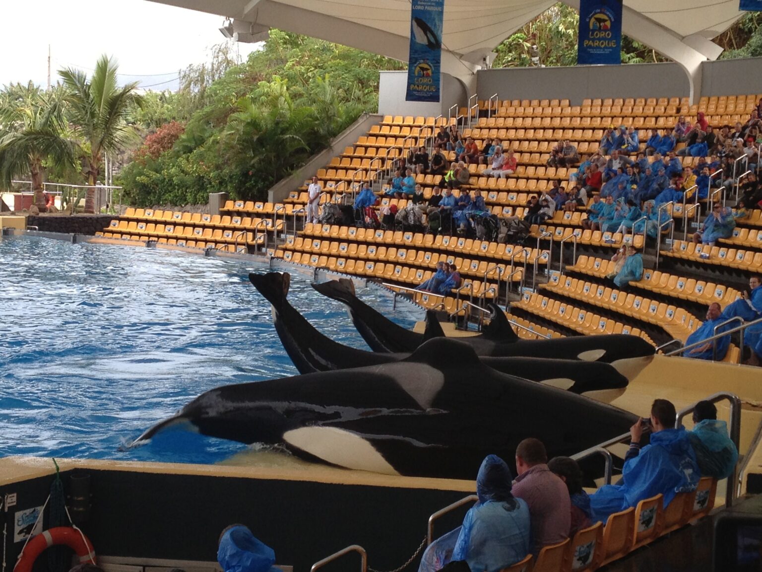 Discover Loro Parque: A Must-Visit Wildlife Haven in Tenerife, Canary ...