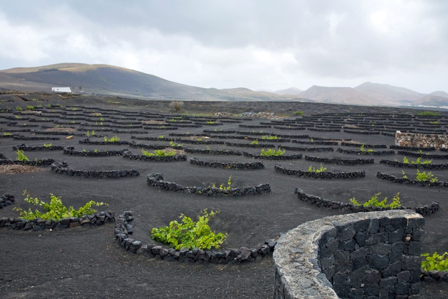 Discover the Unique Wines of the Canary Islands | Volcanic Wine Guide