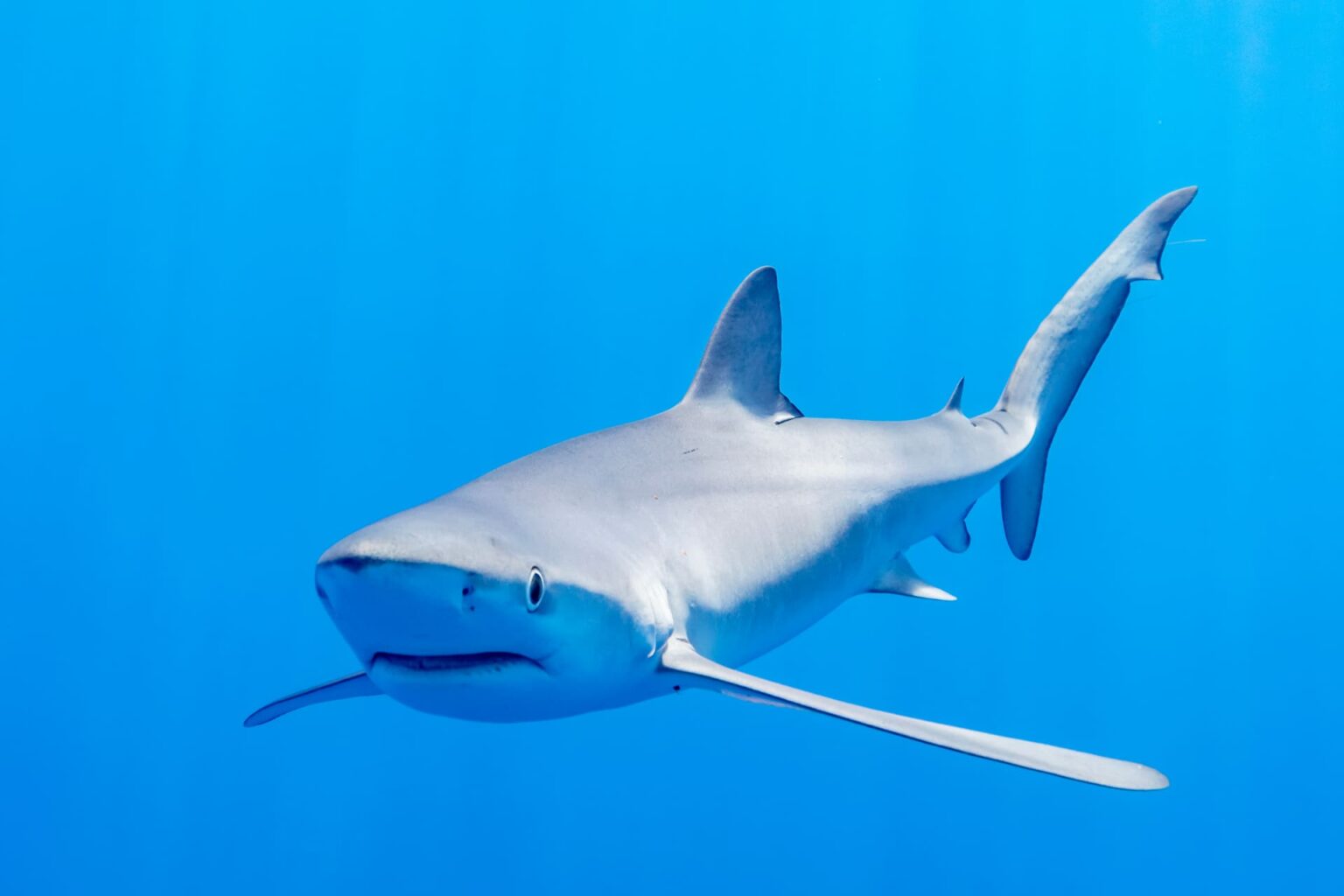 Shark Eggs: A Deep Dive into the Fascinating World of Shark Reproduction